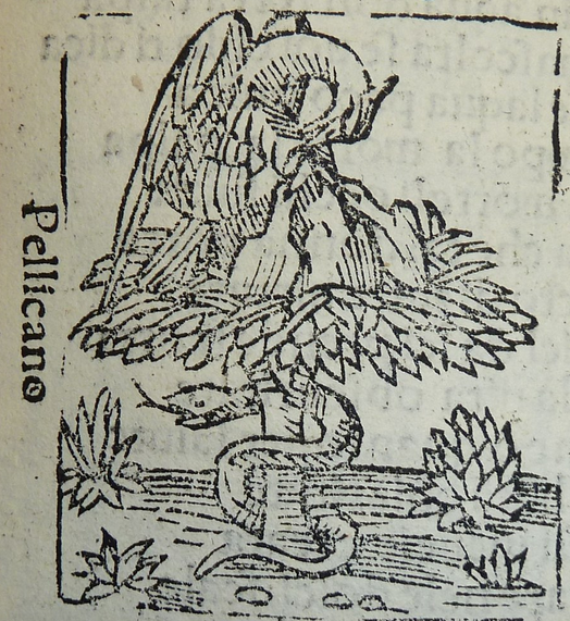 Pelicans and disabled cranes – The shipwrecked rhino